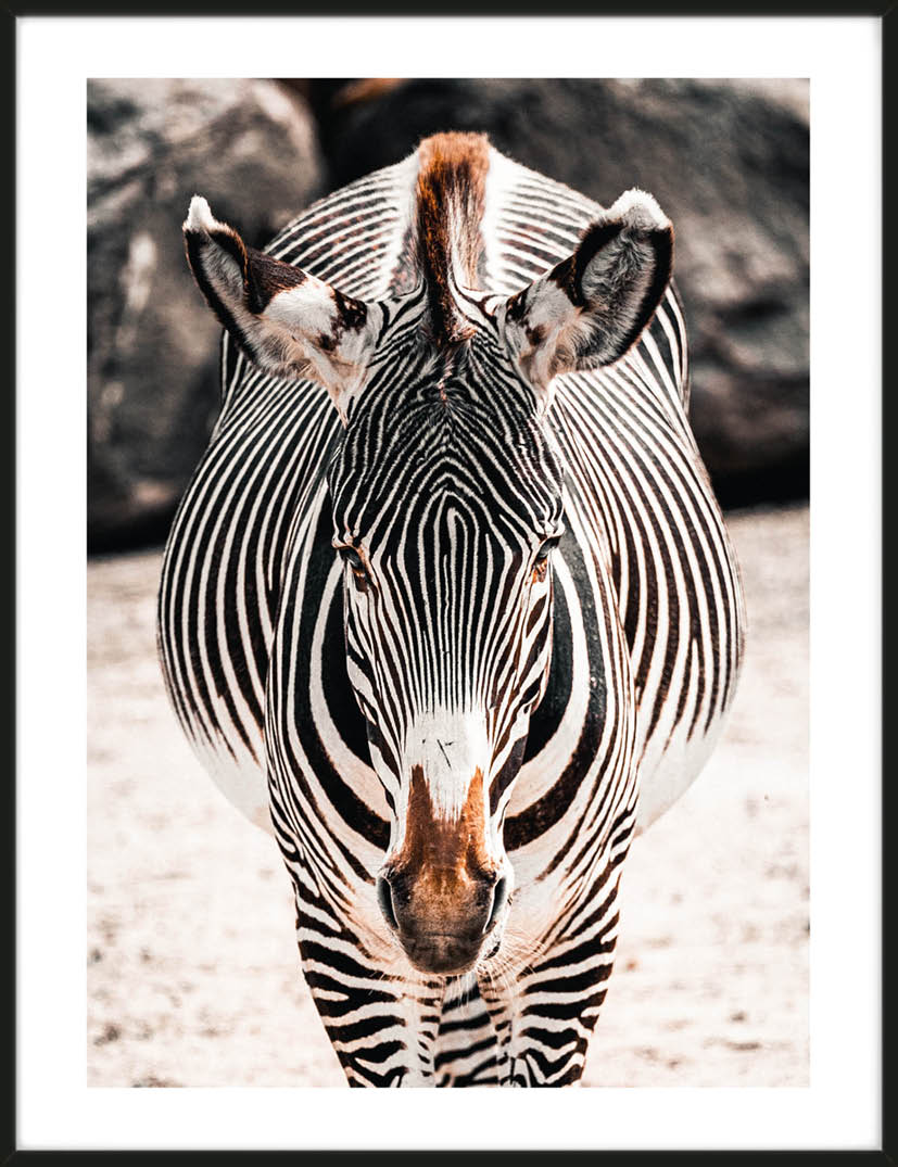 Posters med djur – Djurtavlor – KNAADA